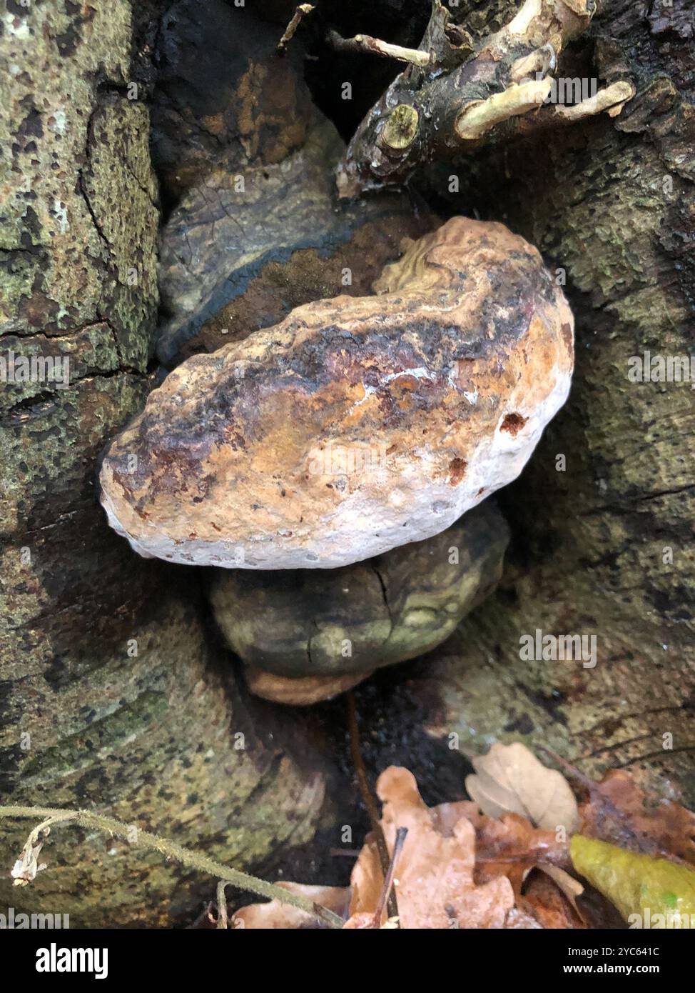 Willow Bracket (Phellinus igniarius) Fungi Stock Photo - Alamy