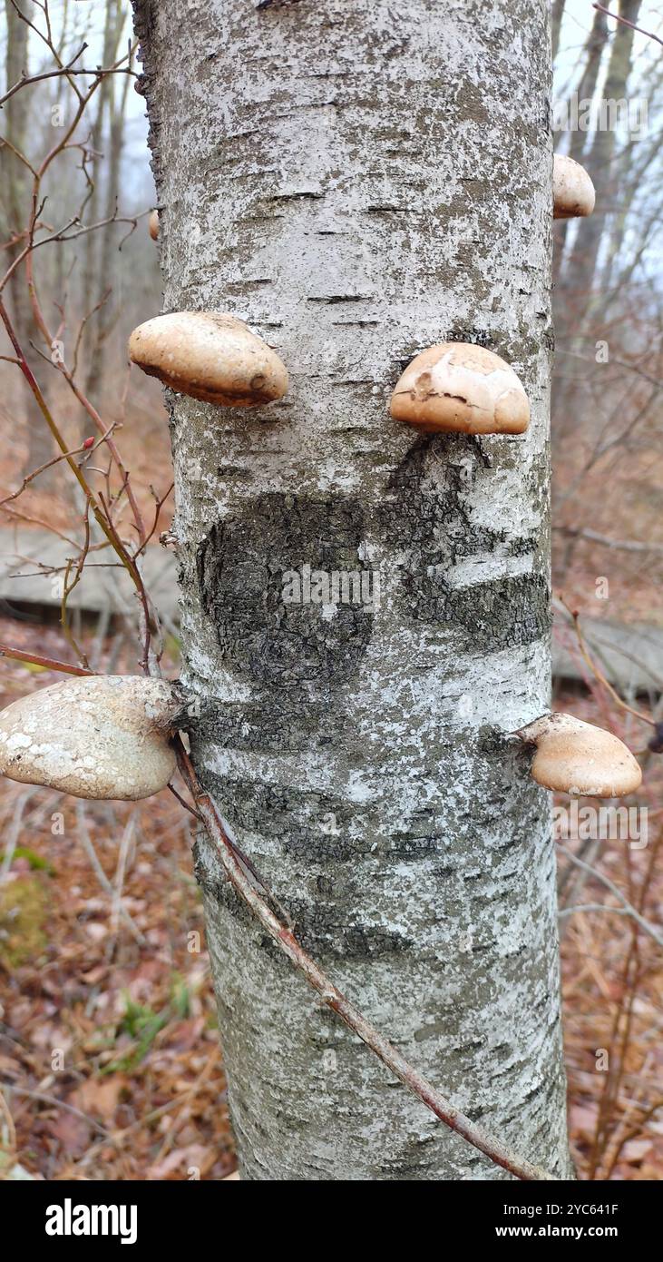 birch polypore (Fomitopsis betulina) Fungi Stock Photo - Alamy
