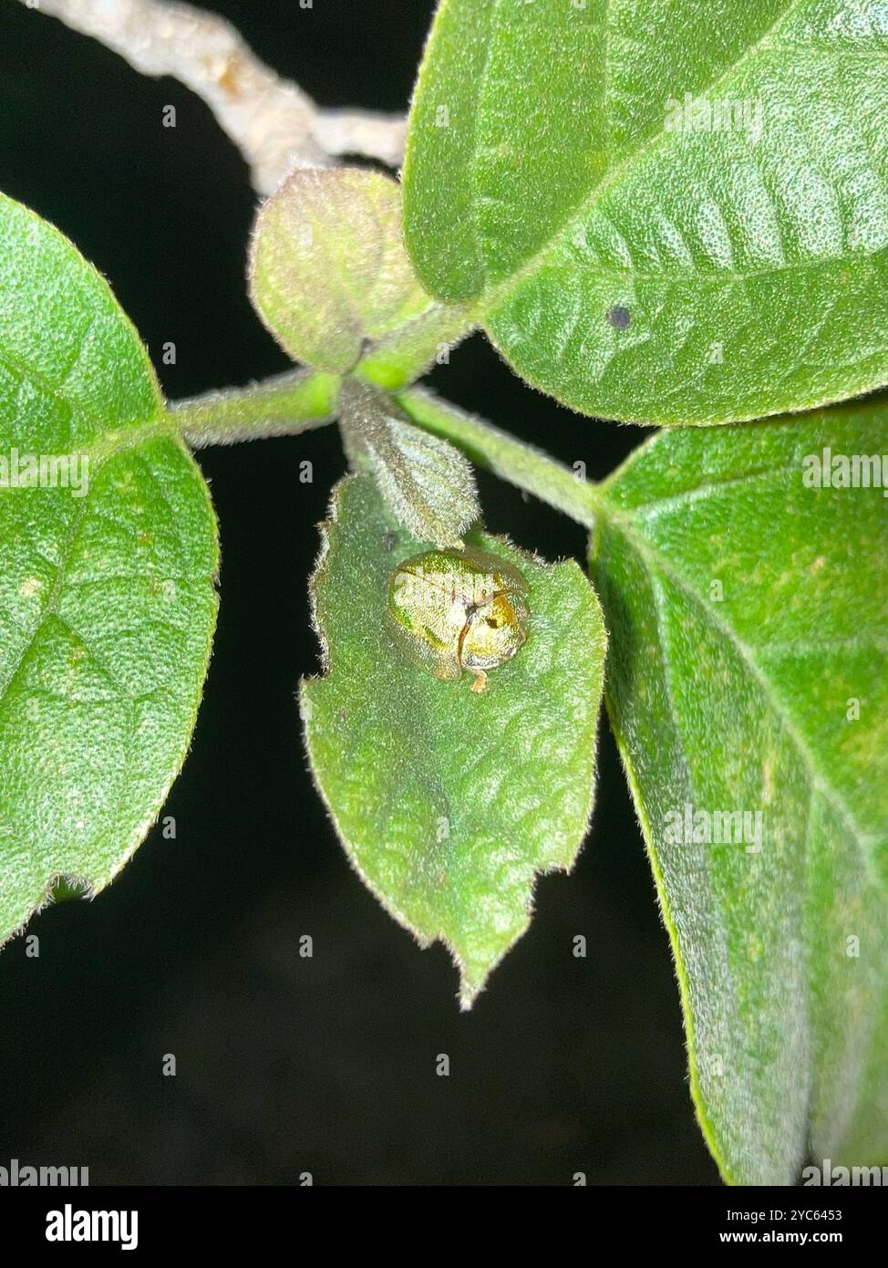 Geiger Tortoise Beetle (Eurypepla calochroma floridensis) Insecta Stock ...