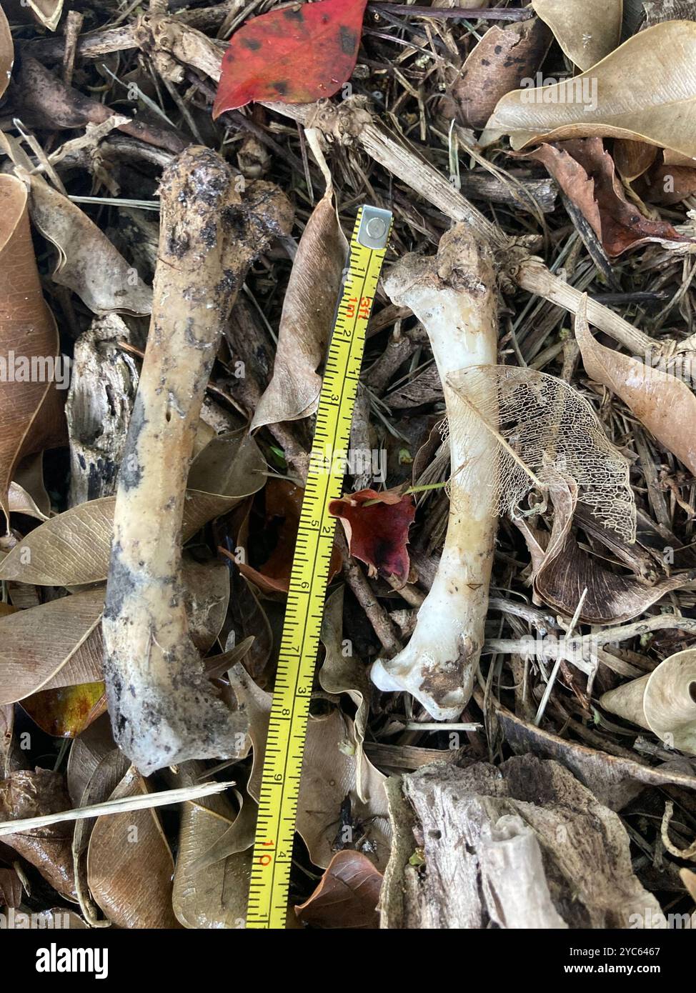 Domestic Chicken (Gallus gallus domesticus) Aves Stock Photo - Alamy