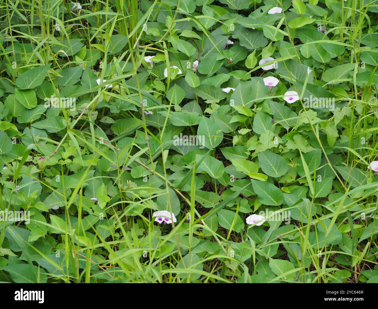Water Morning Glory (Ipomoea aquatica) Plantae Stock Photo - Alamy