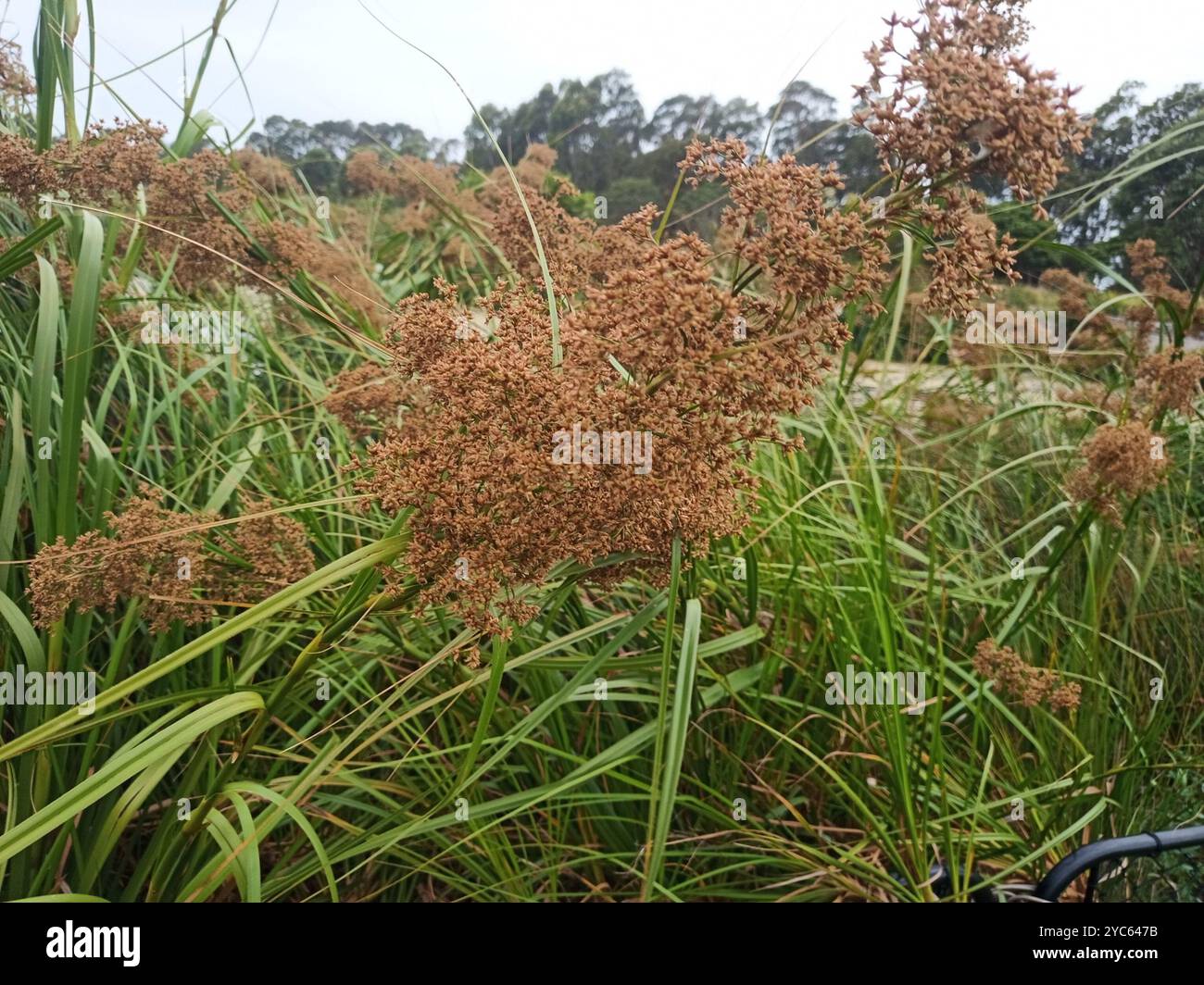 Leafy Twig-rush (Cladium procerum) Plantae Stock Photo - Alamy