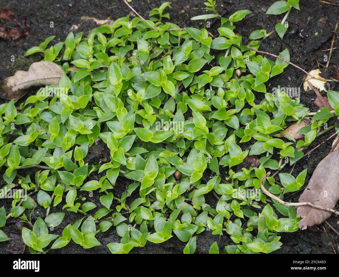 Turtle Vine (Callisia repens) Plantae Stock Photo - Alamy