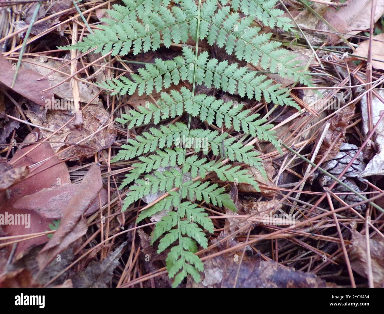 intermediate wood fern (Dryopteris intermedia) Plantae Stock Photo - Alamy