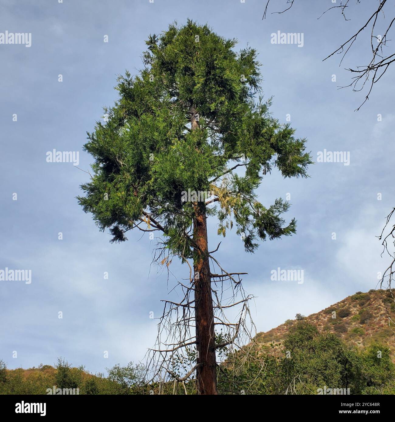 California incense-cedar (Calocedrus decurrens) Plantae Stock Photo - Alamy