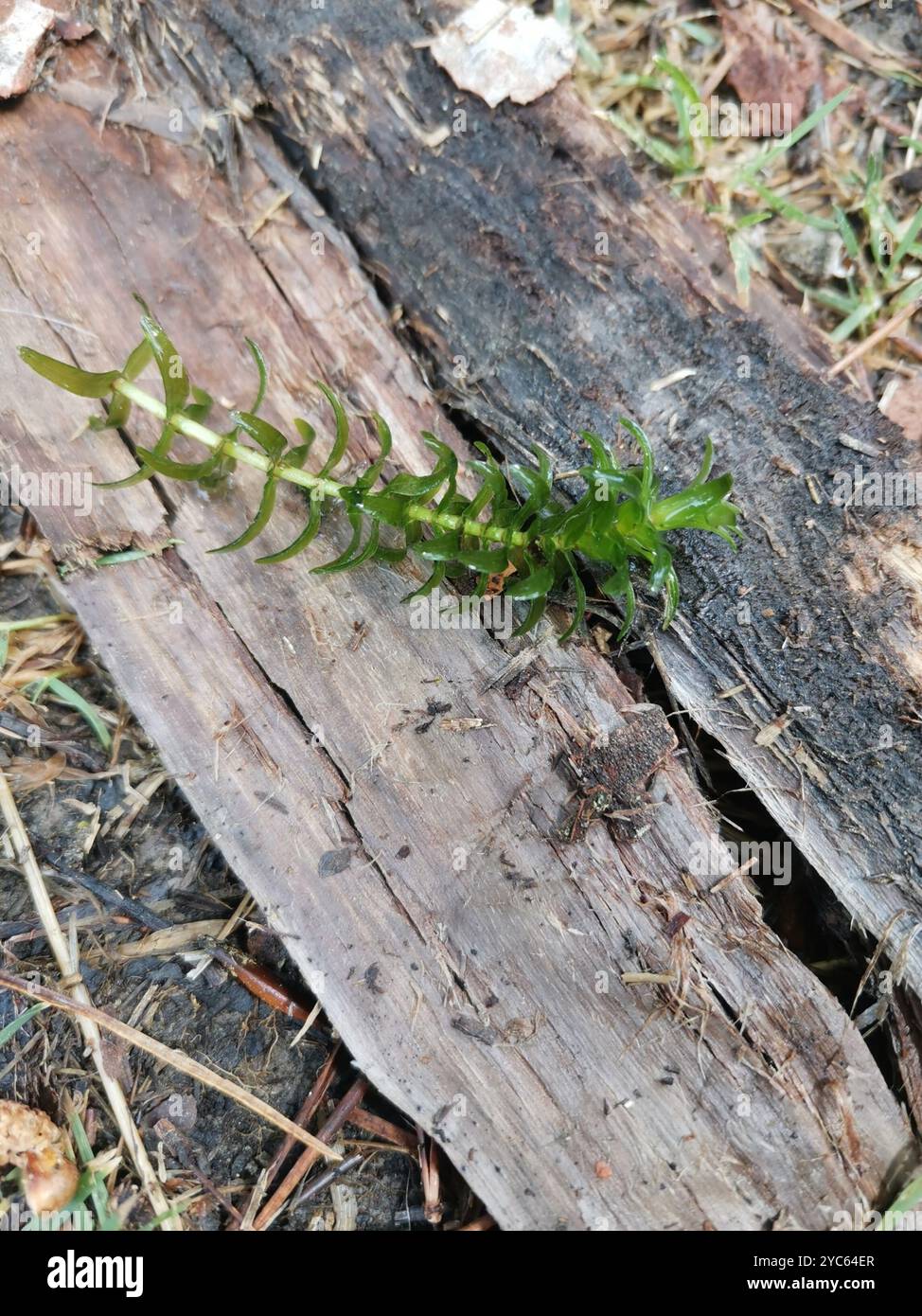 Canadian Waterweed (Elodea canadensis) Plantae Stock Photo - Alamy
