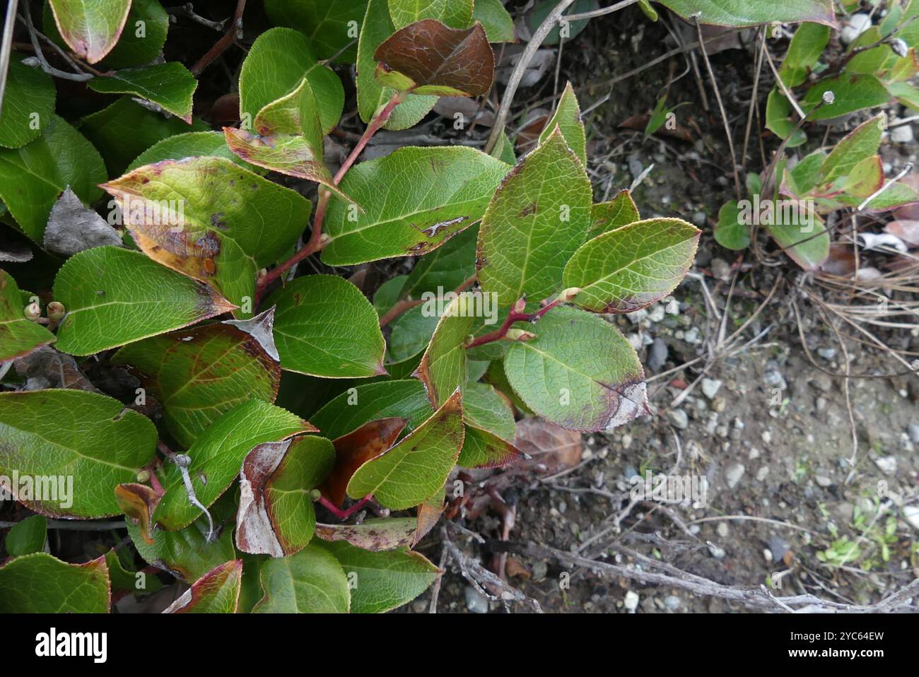 salal (Gaultheria shallon) Plantae Stock Photo - Alamy