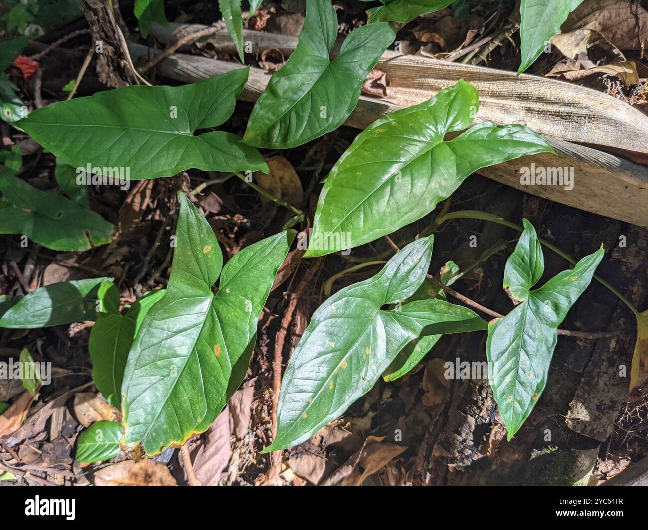 Goosefoot-plant (Syngonium podophyllum) Plantae Stock Photo - Alamy