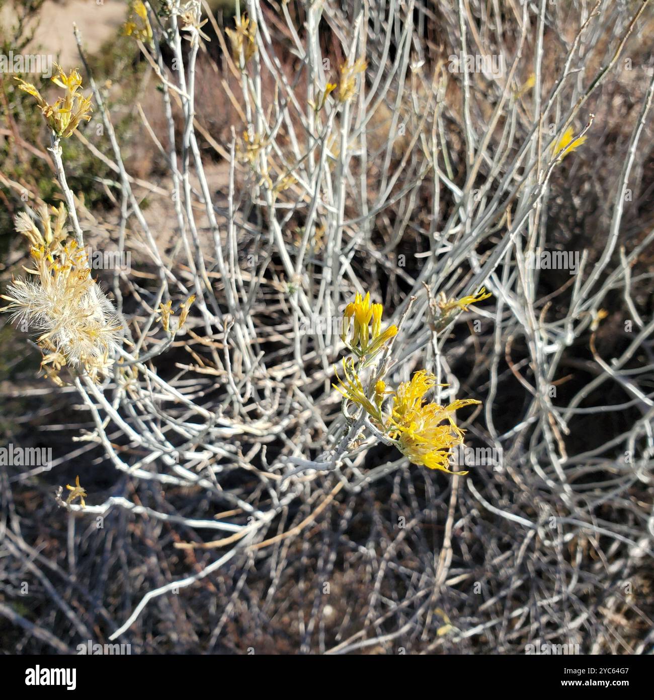 Rubber Rabbitbrush (Ericameria nauseosa) Plantae Stock Photo - Alamy