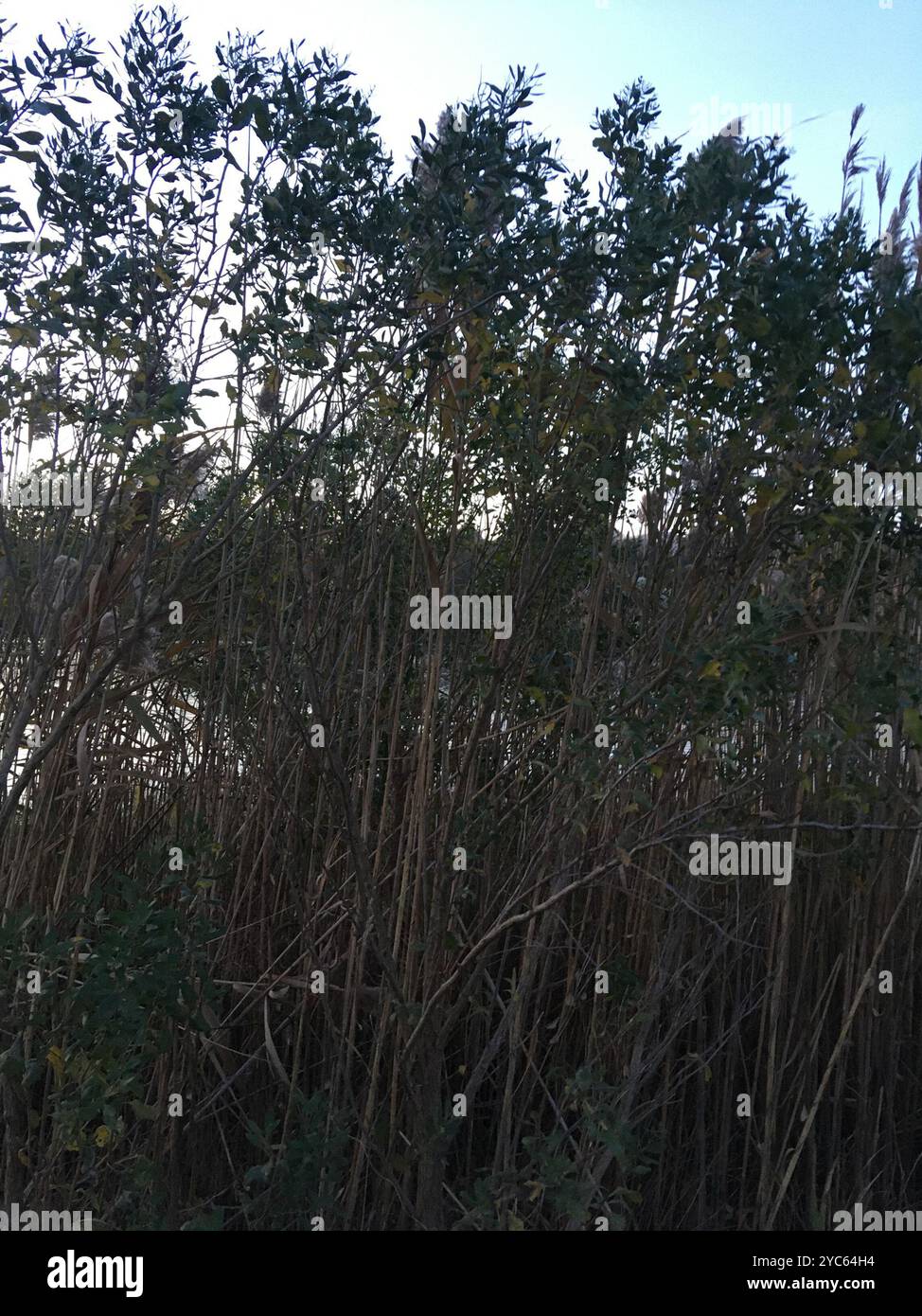 groundsel tree (Baccharis halimifolia) Plantae Stock Photo - Alamy