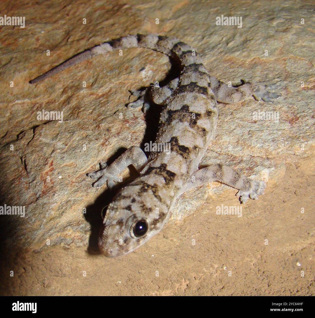 Tropical House Gecko (Hemidactylus mabouia) Reptilia Stock Photo - Alamy