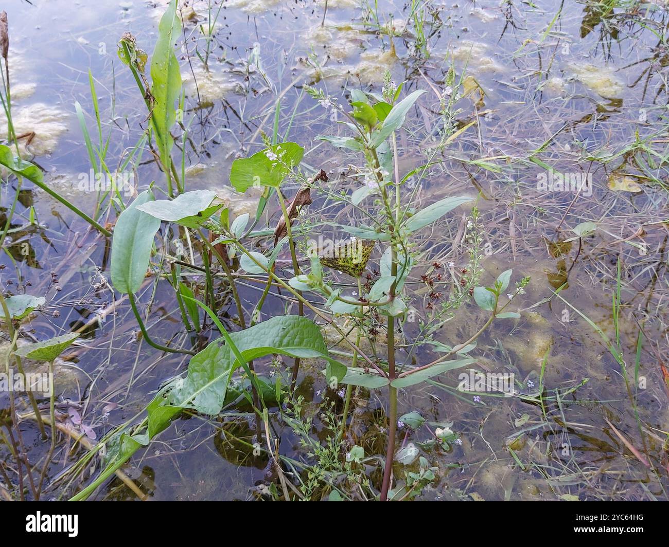 blue water-speedwell (Veronica anagallis-aquatica) Plantae Stock Photo ...