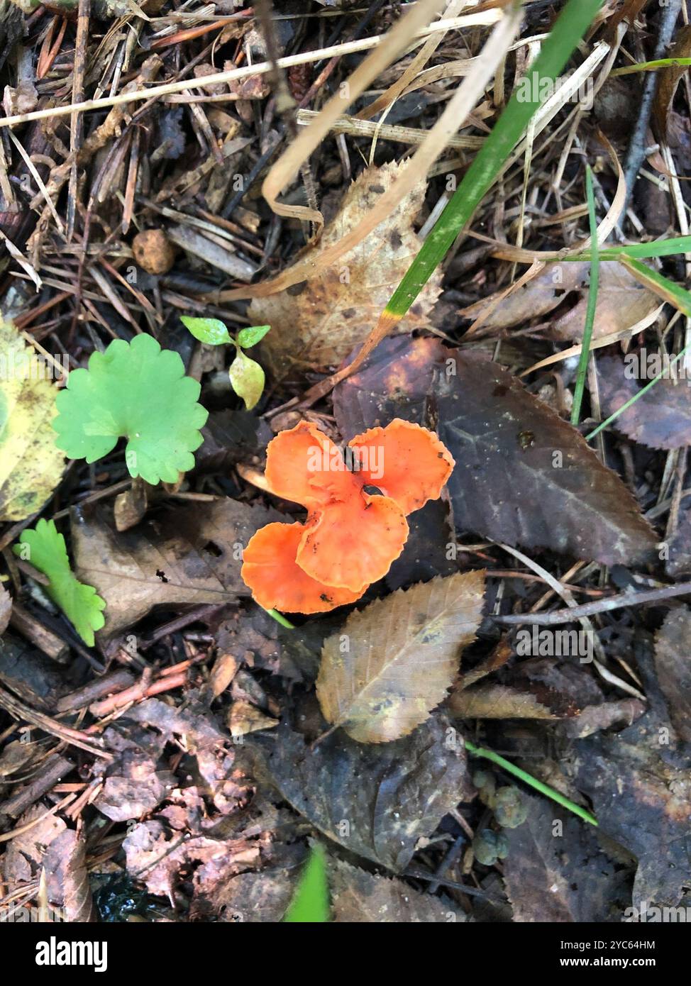 vascular plants (Tracheophyta) Plantae Stock Photo - Alamy