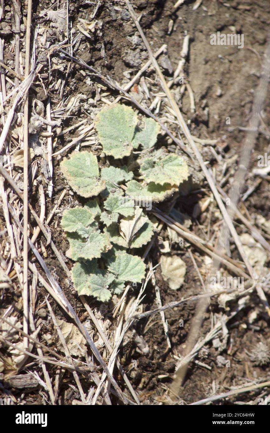 alkali mallow (Malvella leprosa) Plantae Stock Photo - Alamy