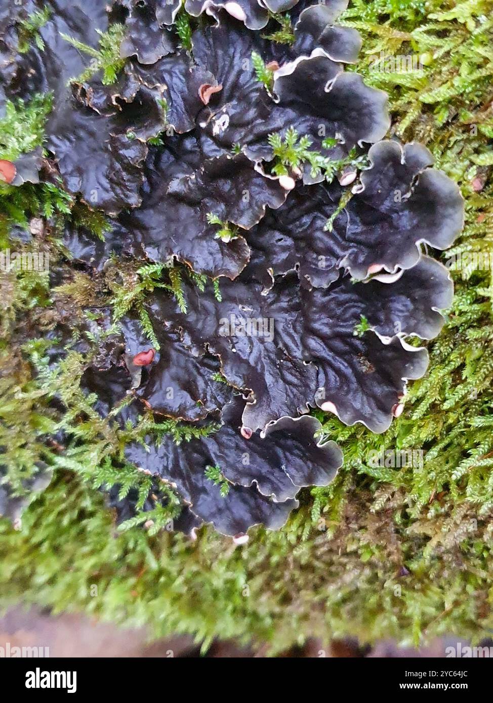 scaly pelt lichen (Peltigera praetextata) Fungi Stock Photo - Alamy