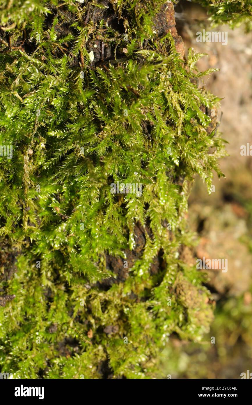 Rough-stalked Feather-moss (Brachythecium rutabulum) Plantae Stock ...