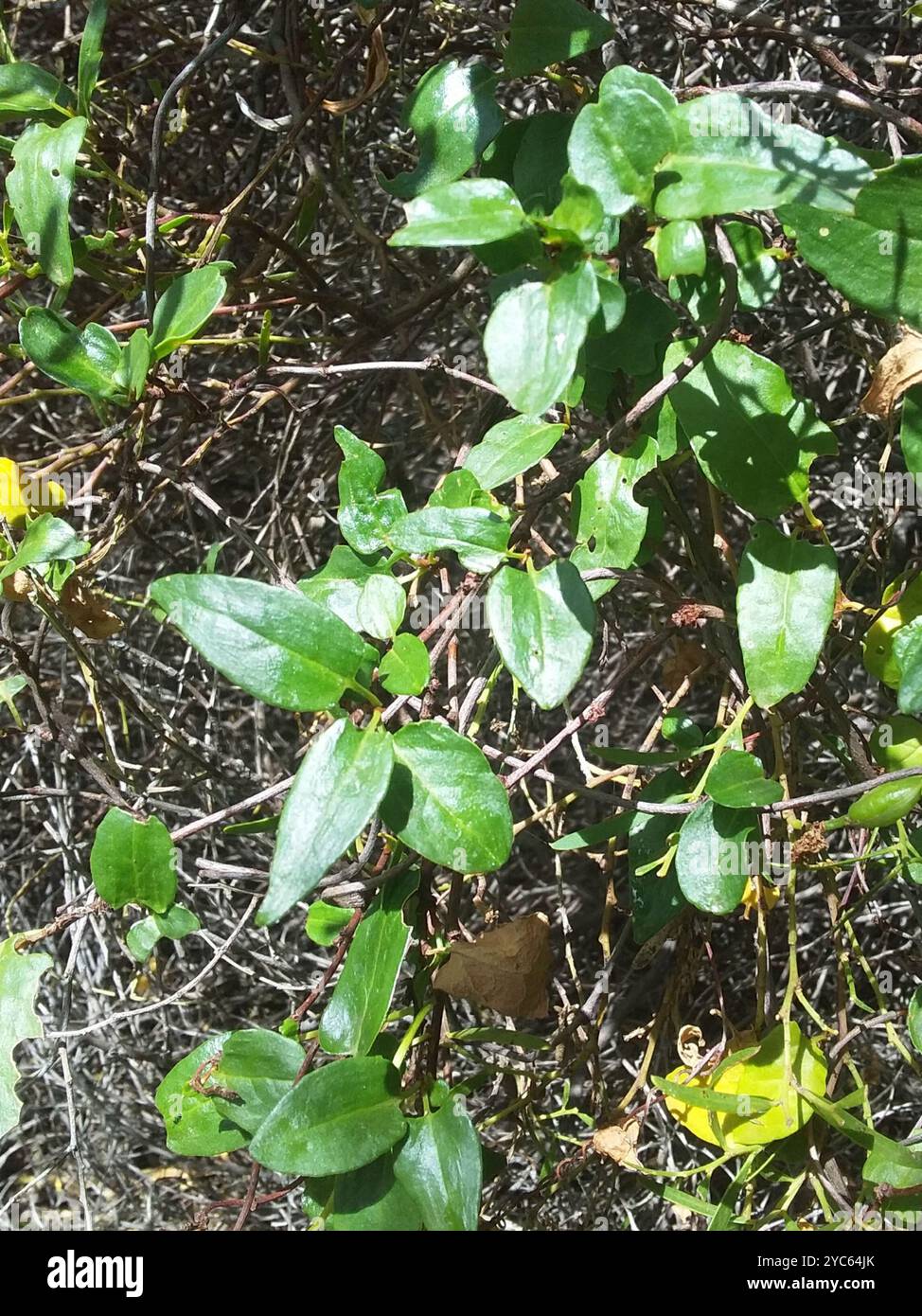 coastal lignum (Muehlenbeckia gunnii) Plantae Stock Photo - Alamy