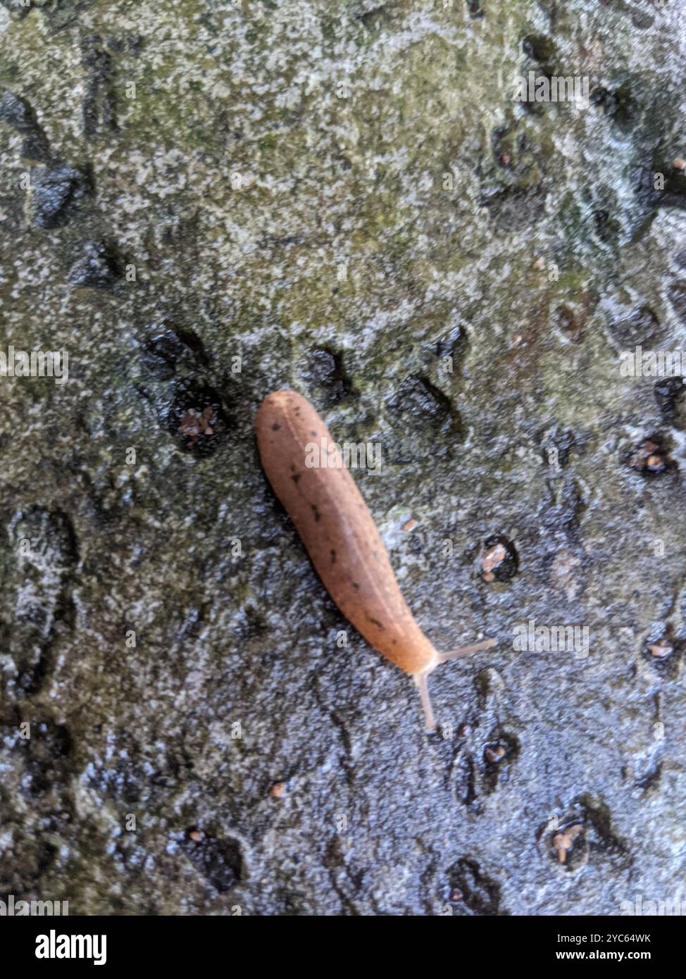 Cuban Leaf Slug (Veronicella cubensis) Mollusca Stock Photo - Alamy