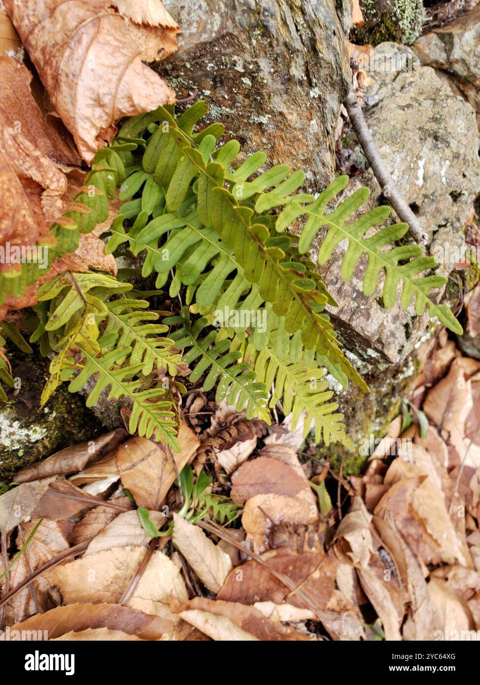 rock polypody (Polypodium virginianum) Plantae Stock Photo - Alamy