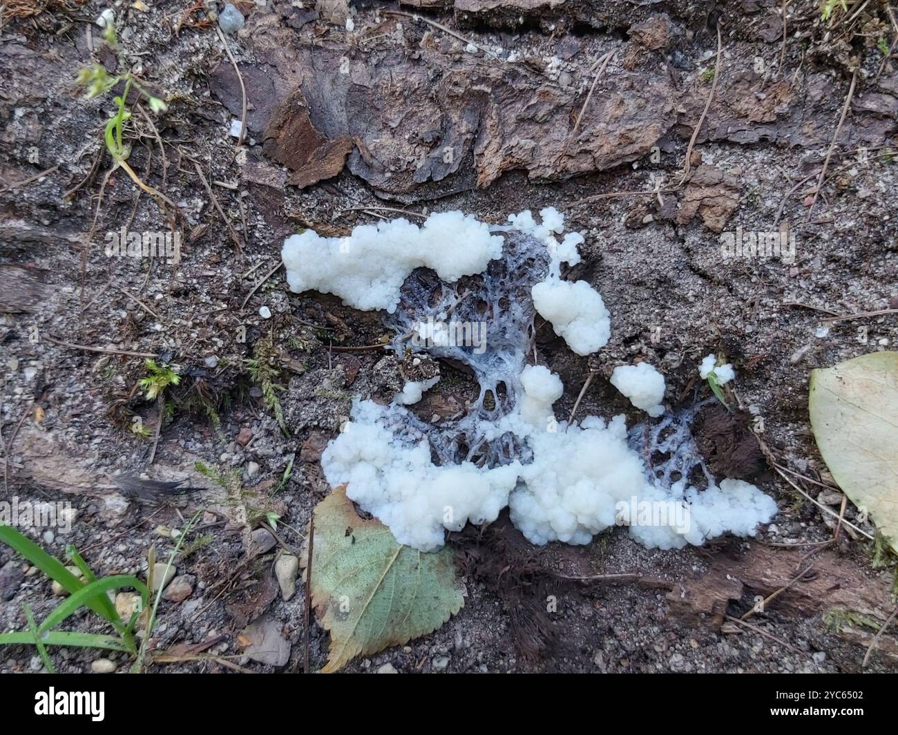 slime molds (Mycetozoa) Protozoa Stock Photo - Alamy