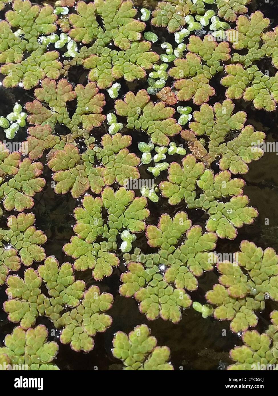 Red Azolla (Azolla rubra) Plantae Stock Photo - Alamy