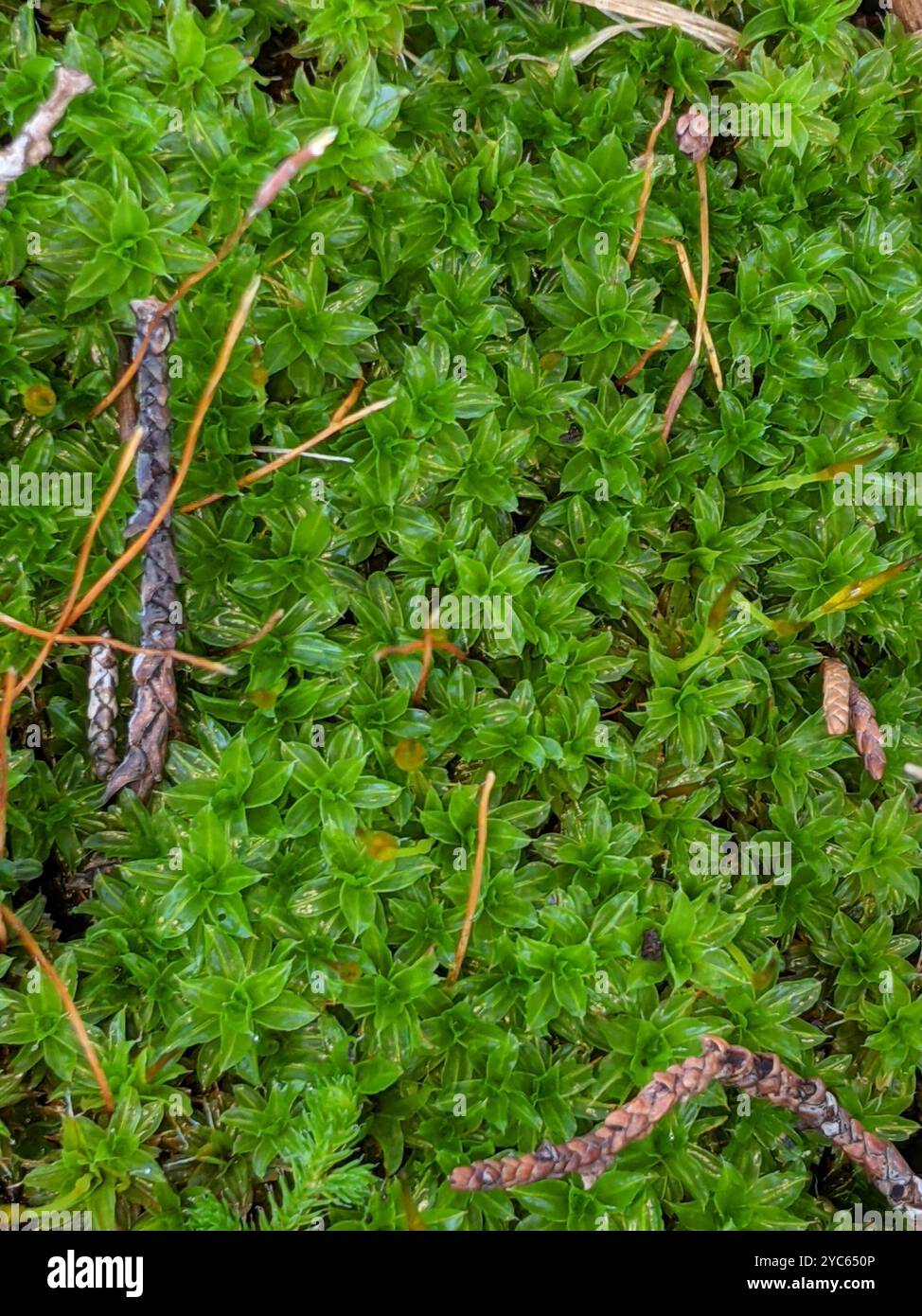 Star Moss (Syntrichia ruralis) Plantae Stock Photo - Alamy