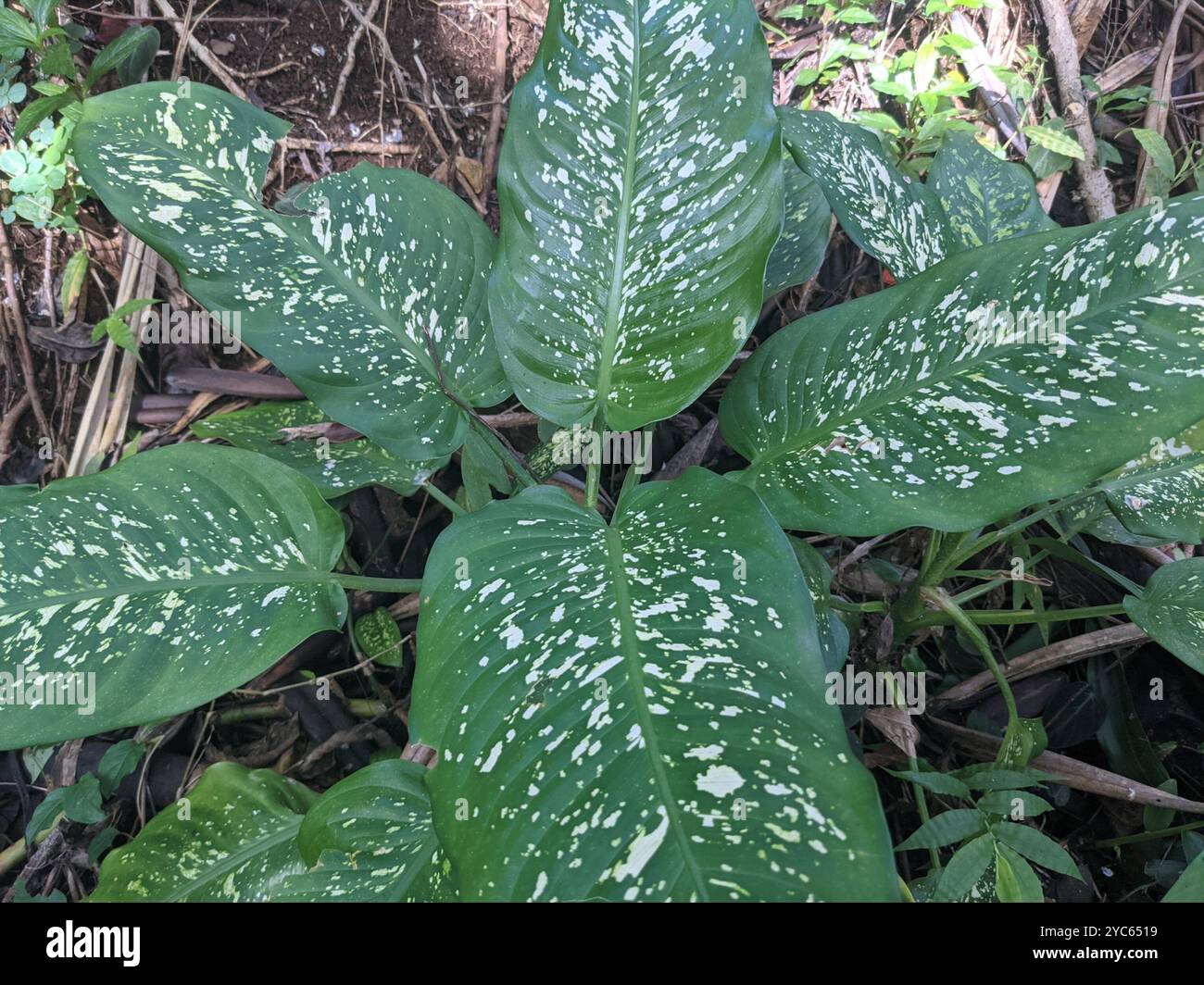 dumb canes (Dieffenbachia) Plantae Stock Photo - Alamy