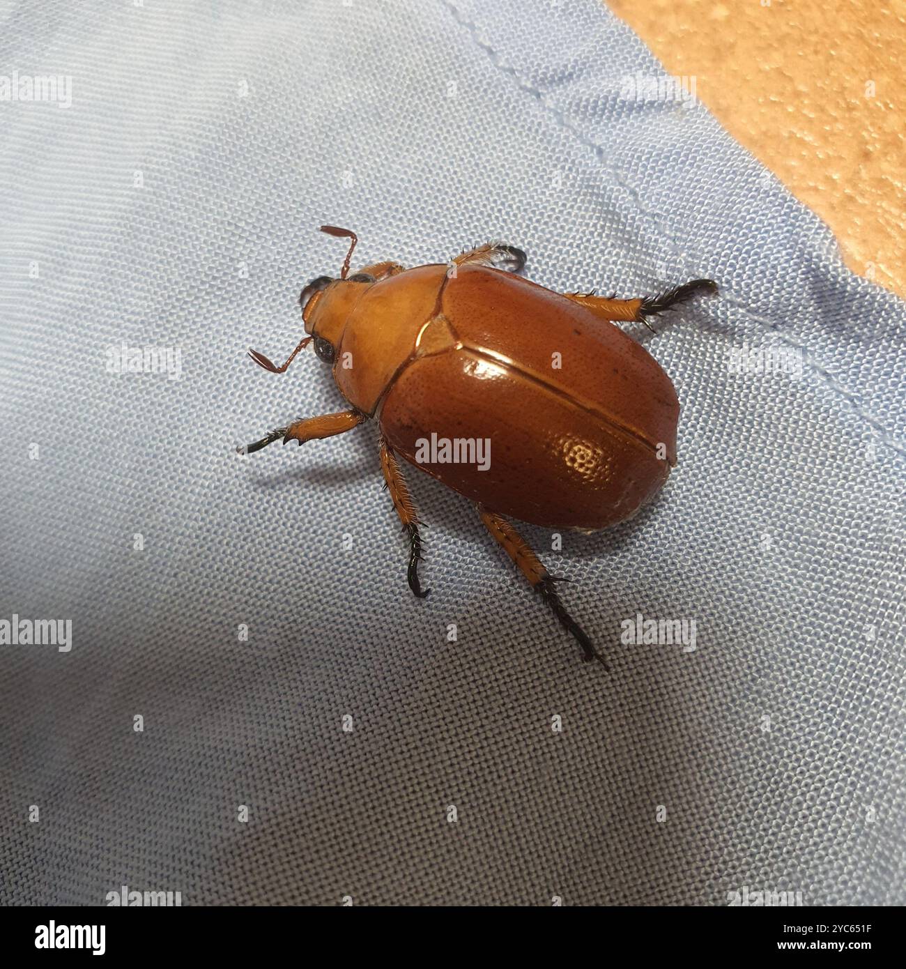 Christmas Beetles (Anoplognathus) Insecta Stock Photo - Alamy