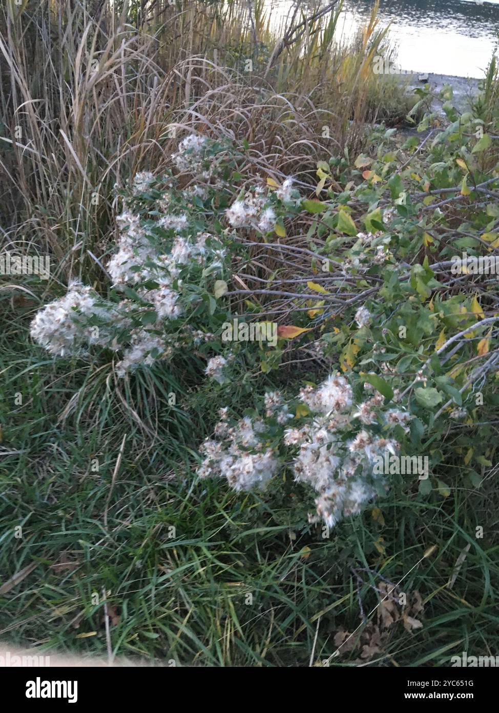 groundsel tree (Baccharis halimifolia) Plantae Stock Photo - Alamy