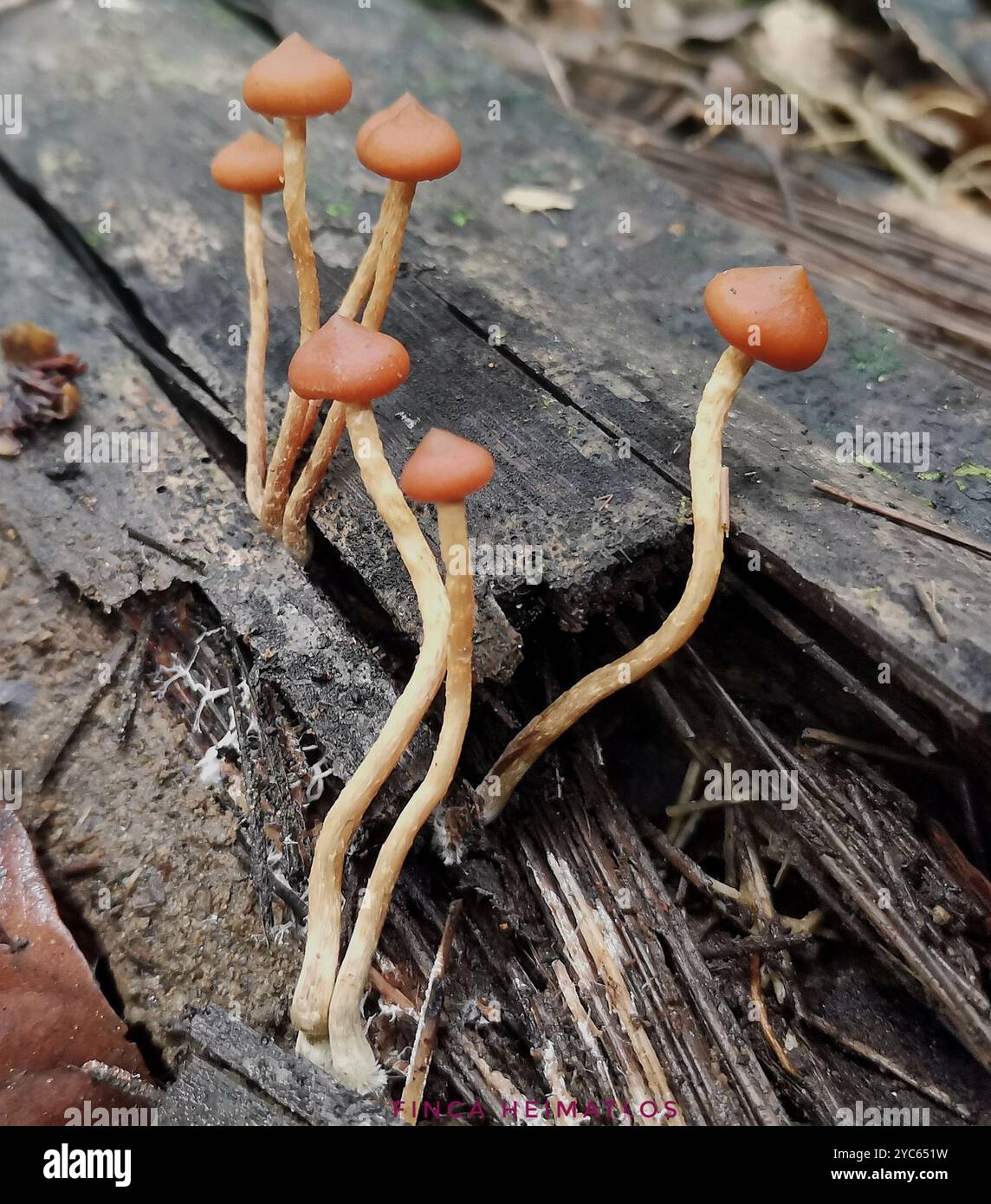 Moss Bells (Galerina) Fungi Stock Photo - Alamy