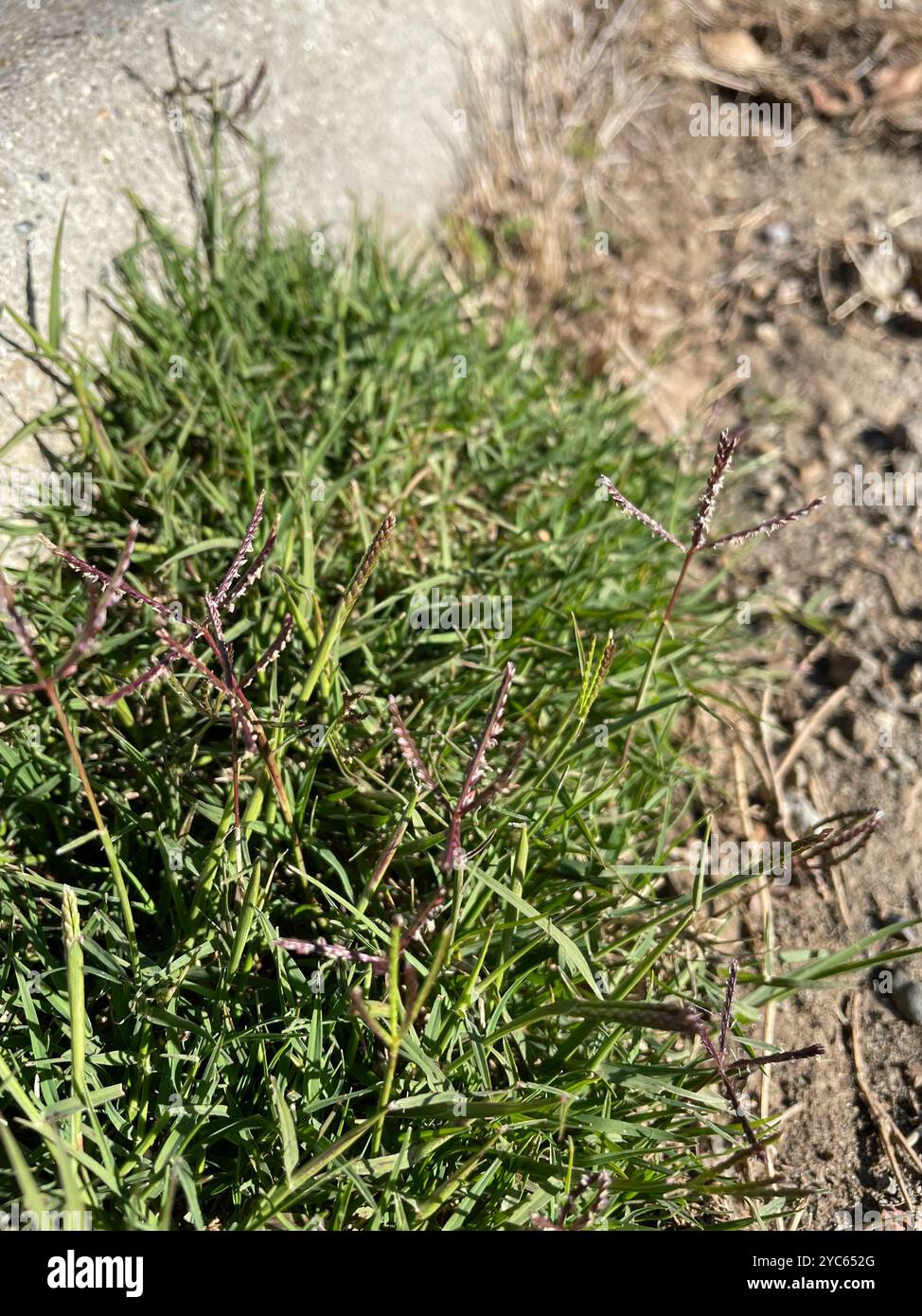Bermuda grass (Cynodon dactylon) Plantae Stock Photo - Alamy