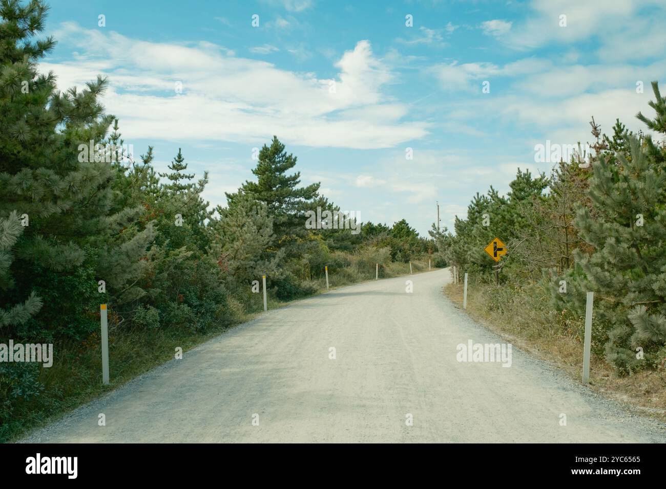 Pine trees along Burma Road on Fire Island, New York Stock Photo - Alamy