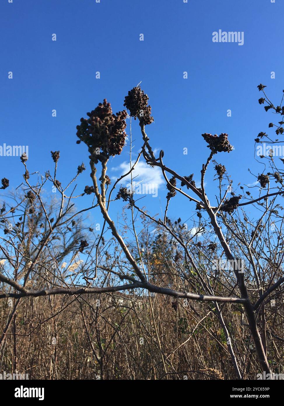 shining sumac (Rhus copallinum) Plantae Stock Photo - Alamy