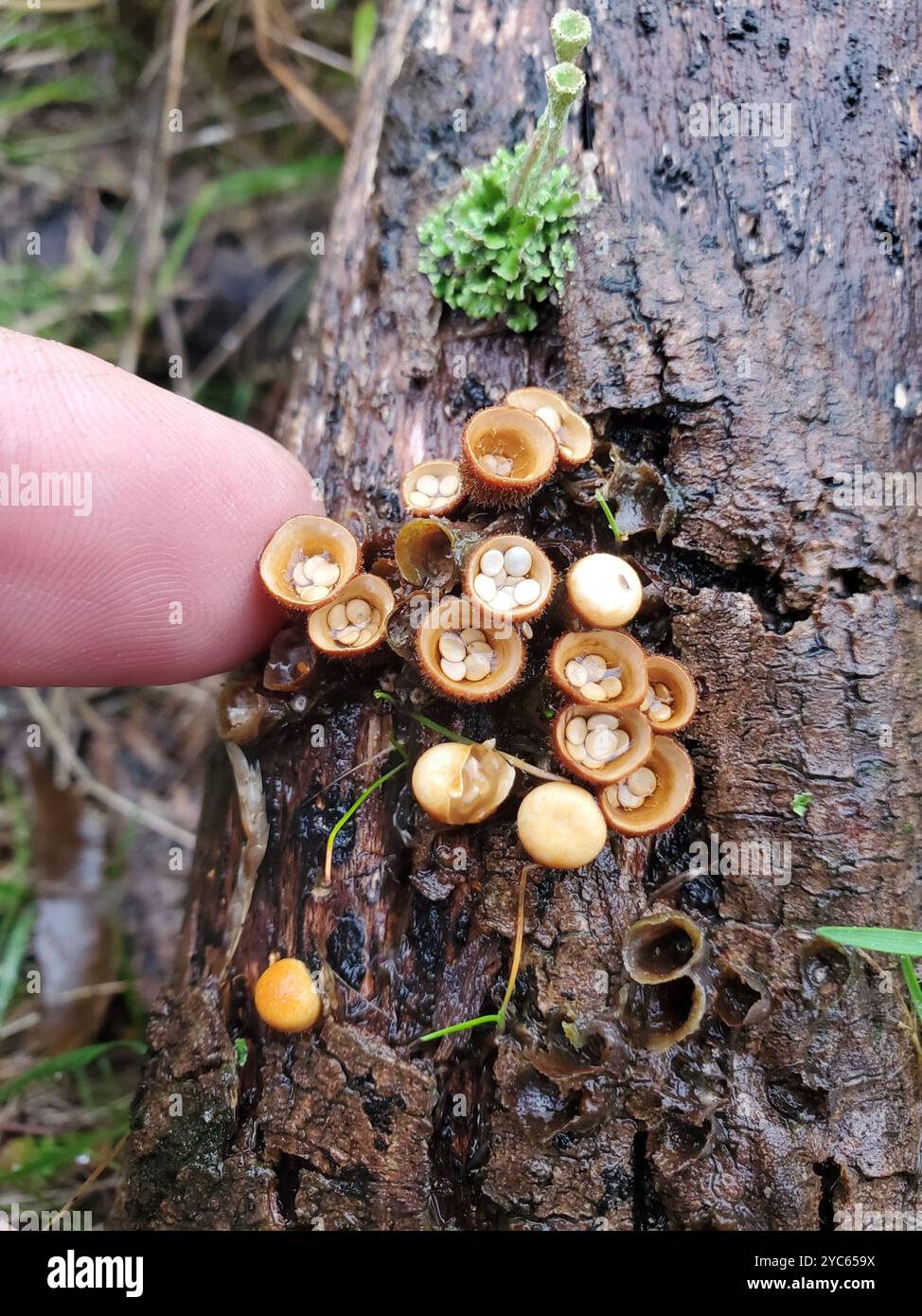 common bird's nest fungus (Crucibulum laeve) Fungi Stock Photo - Alamy