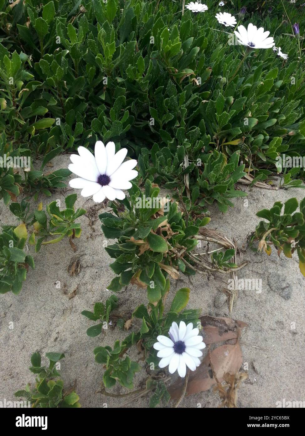 trailing African daisy (Dimorphotheca fruticosa) Plantae Stock Photo ...