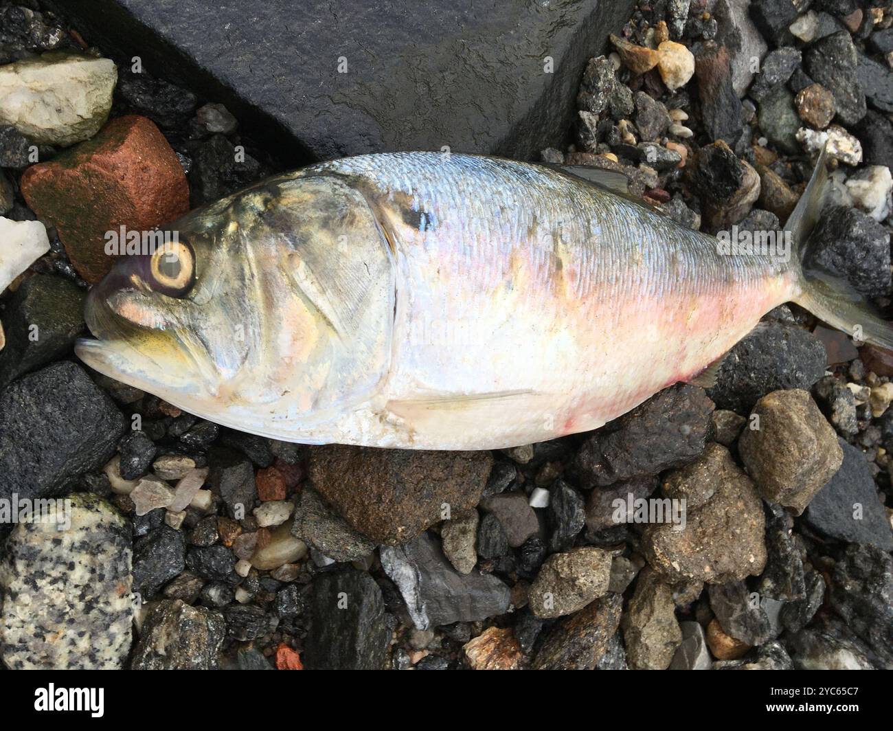 Atlantic Menhaden (Brevoortia tyrannus) Actinopterygii Stock Photo - Alamy