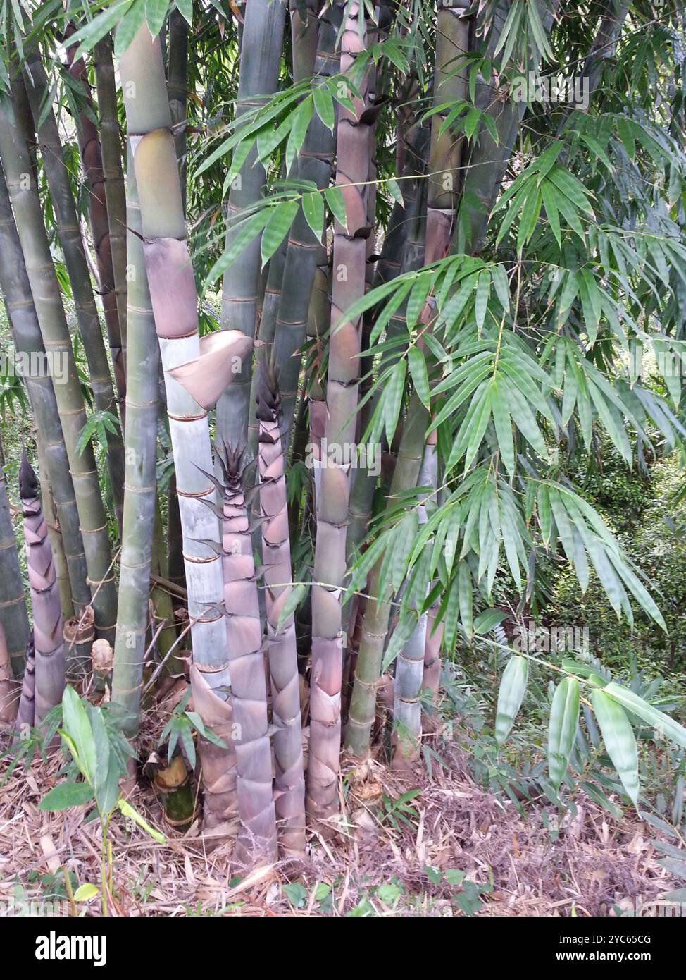 Giant Bamboo (Dendrocalamus giganteus) Plantae Stock Photo - Alamy