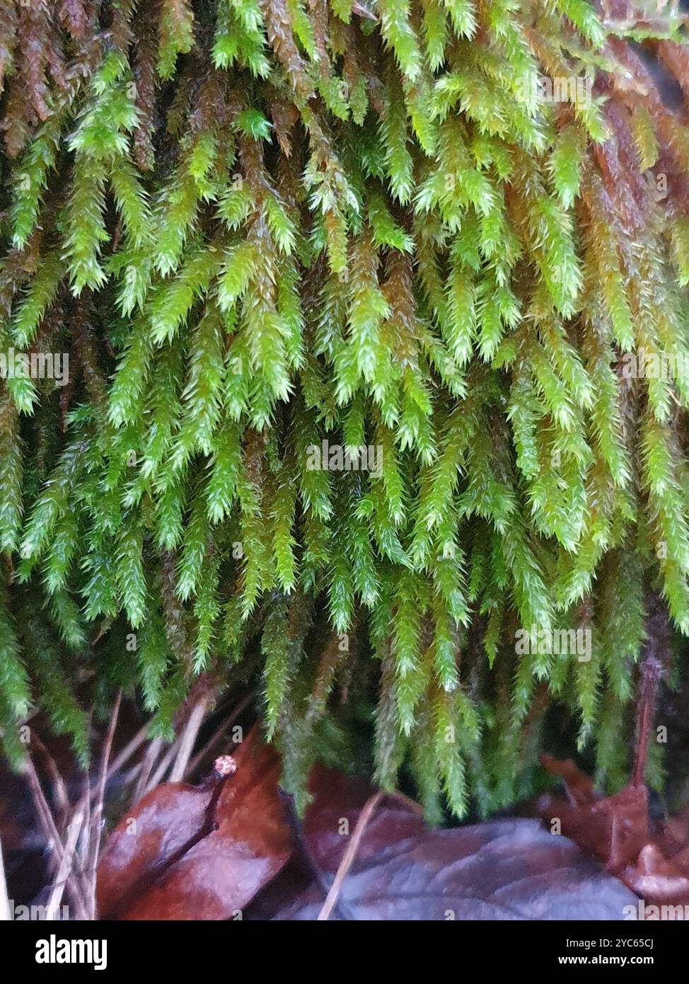 squirrel-tail moss (Leucodon sciuroides) Plantae Stock Photo - Alamy