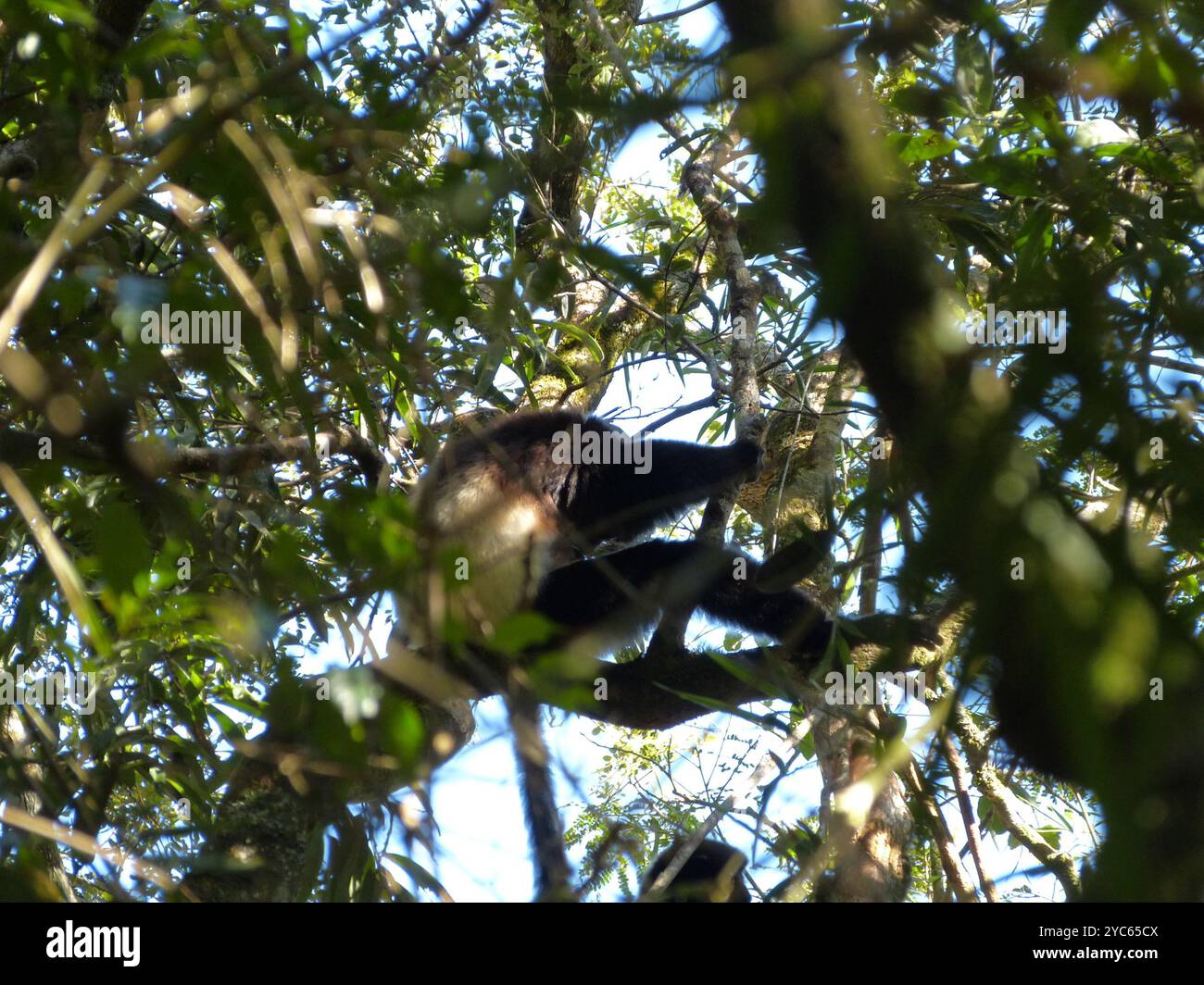 Milne edwards sifaka propithecus hi-res stock photography and images ...