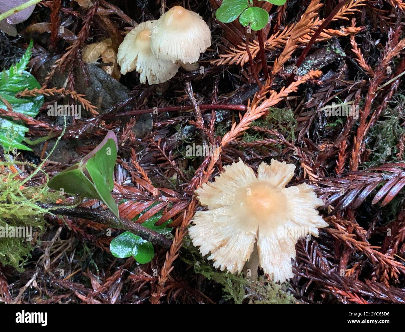 Basidiomycete Fungi (Basidiomycota) Fungi Stock Photo - Alamy