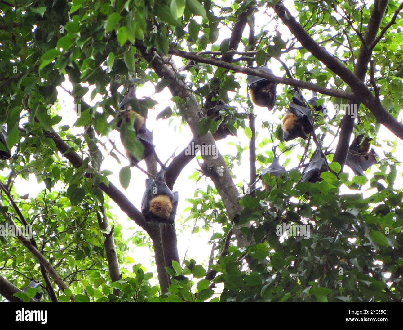 Spectacled Flying-fox (Pteropus conspicillatus) Mammalia Stock Photo ...