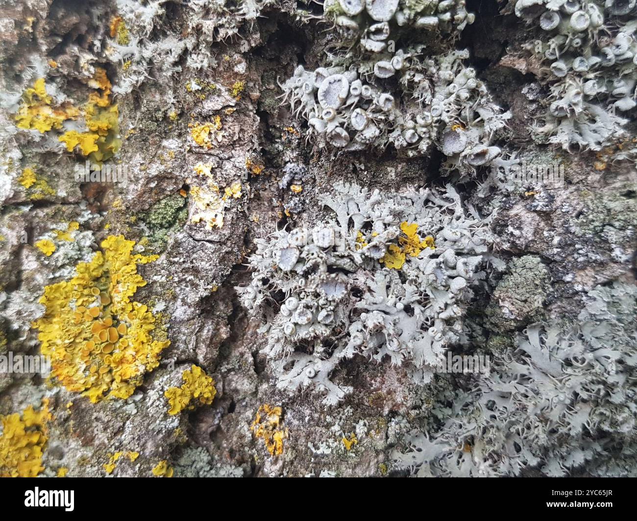 Great Ciliated Lichen (Anaptychia ciliaris) Fungi Stock Photo - Alamy