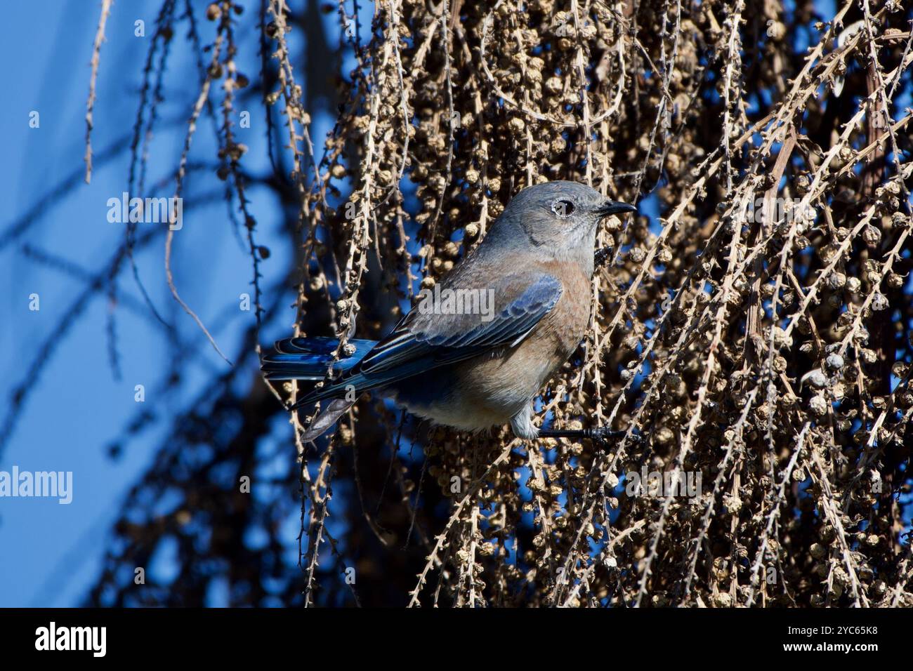 Western Bluebird (Sialia mexicana) Aves Stock Photo - Alamy