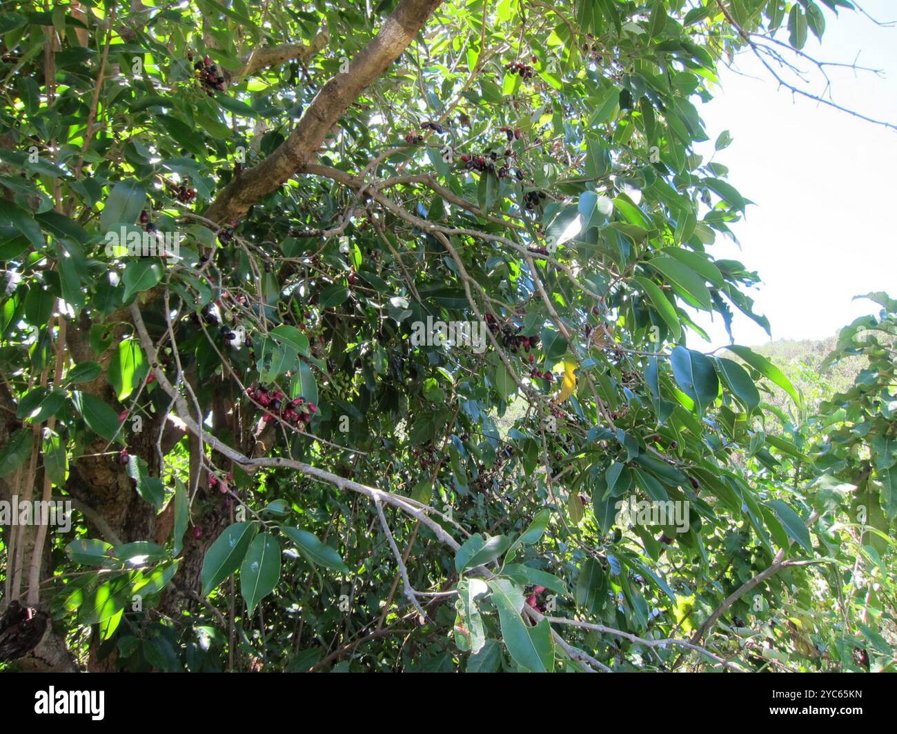 Java plum (Syzygium cumini) Plantae Stock Photo - Alamy