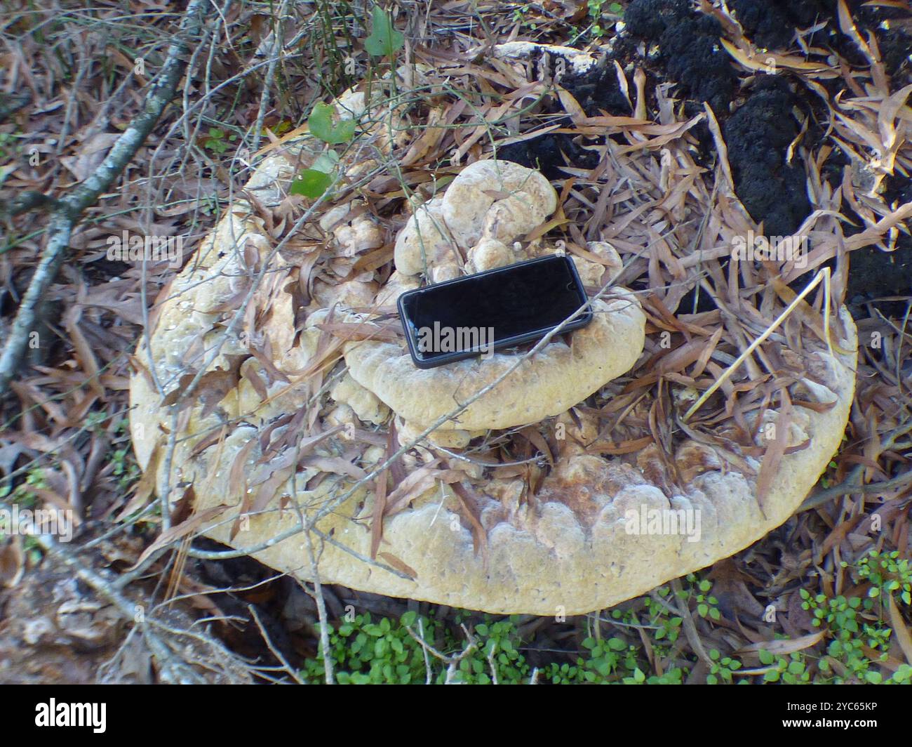 oak bracket (Pseudoinonotus dryadeus) Fungi Stock Photo - Alamy