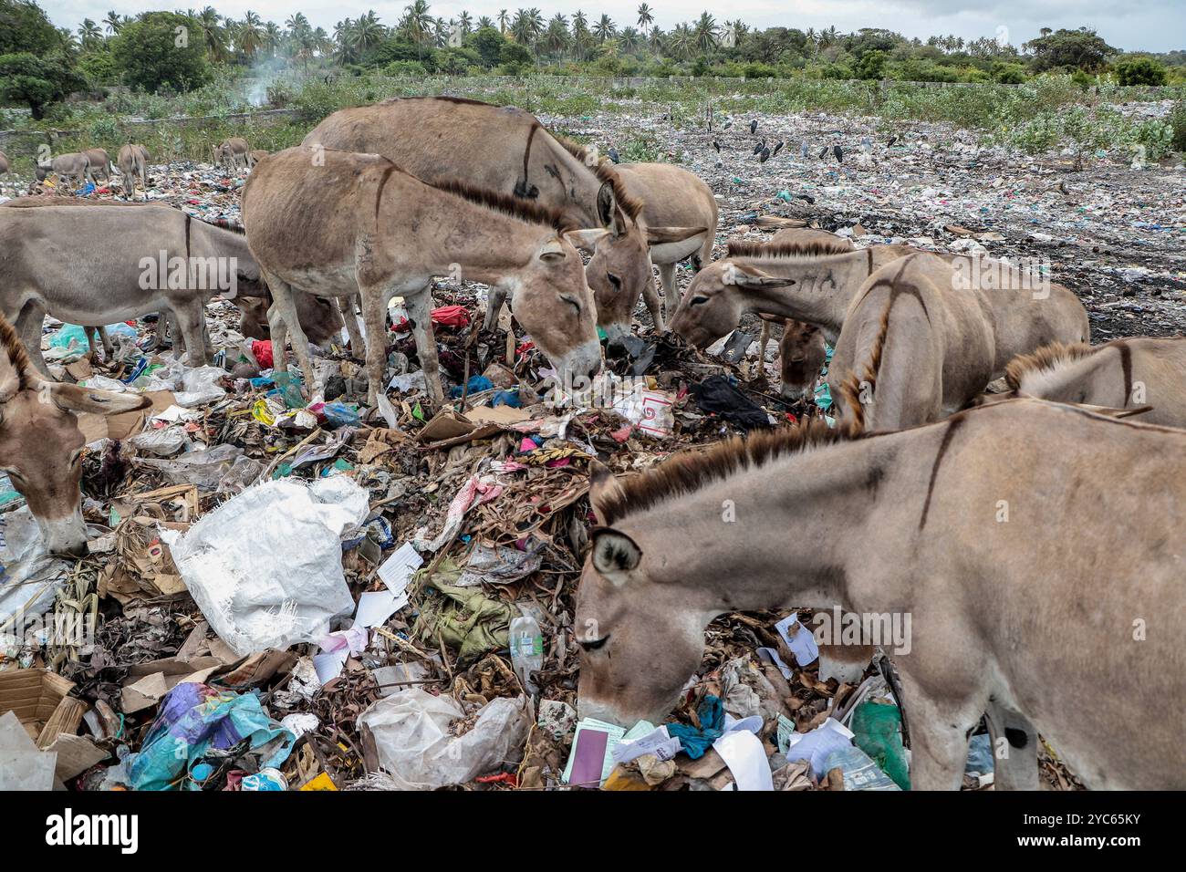 Lamu, Kenya. 14th Oct, 2024. A herd of donkeys scavenge for food at a ...