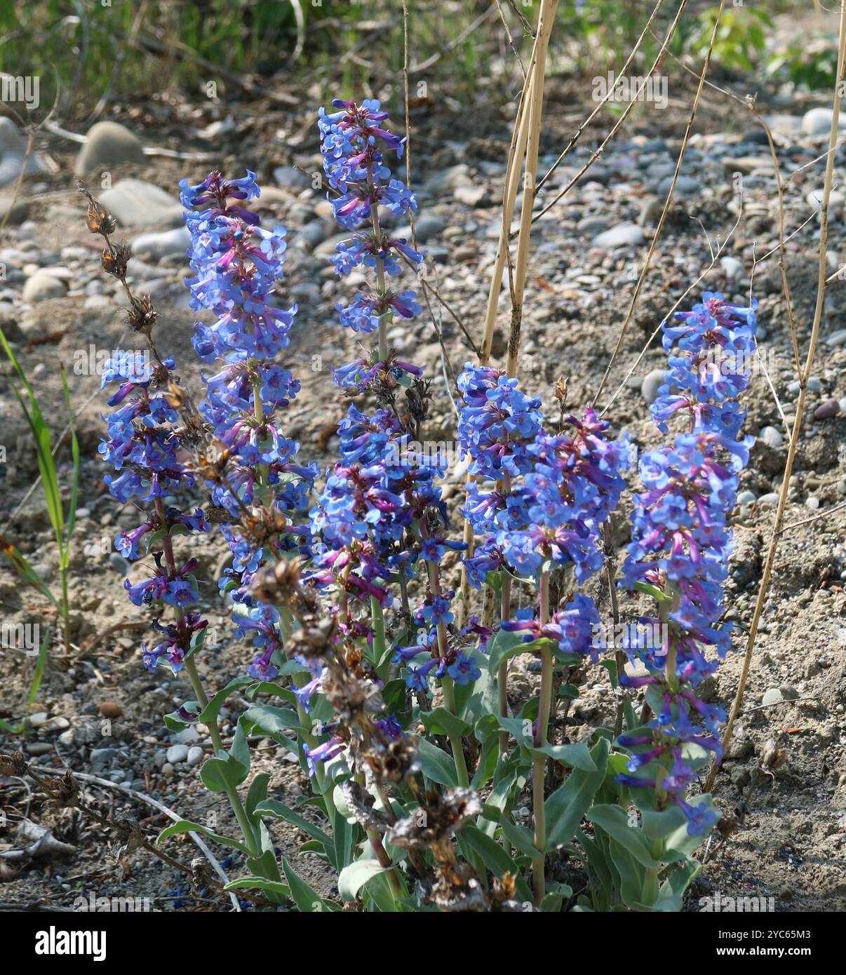 Wax-leaf Beardtongue (Penstemon nitidus) Plantae Stock Photo - Alamy