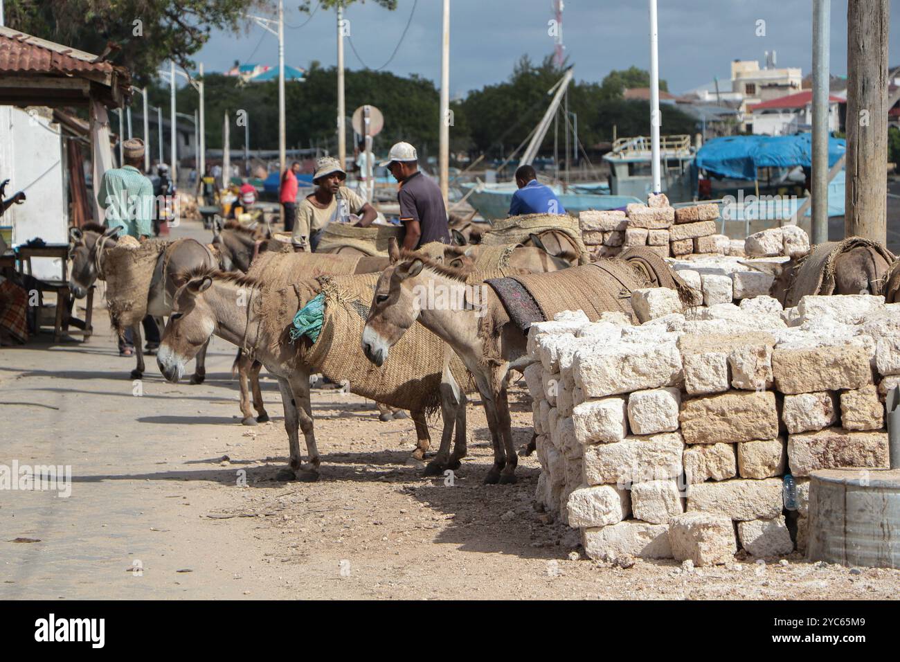 Lamu, Kenya. 16th Oct, 2024. Donkeys are loaded with building stones in ...