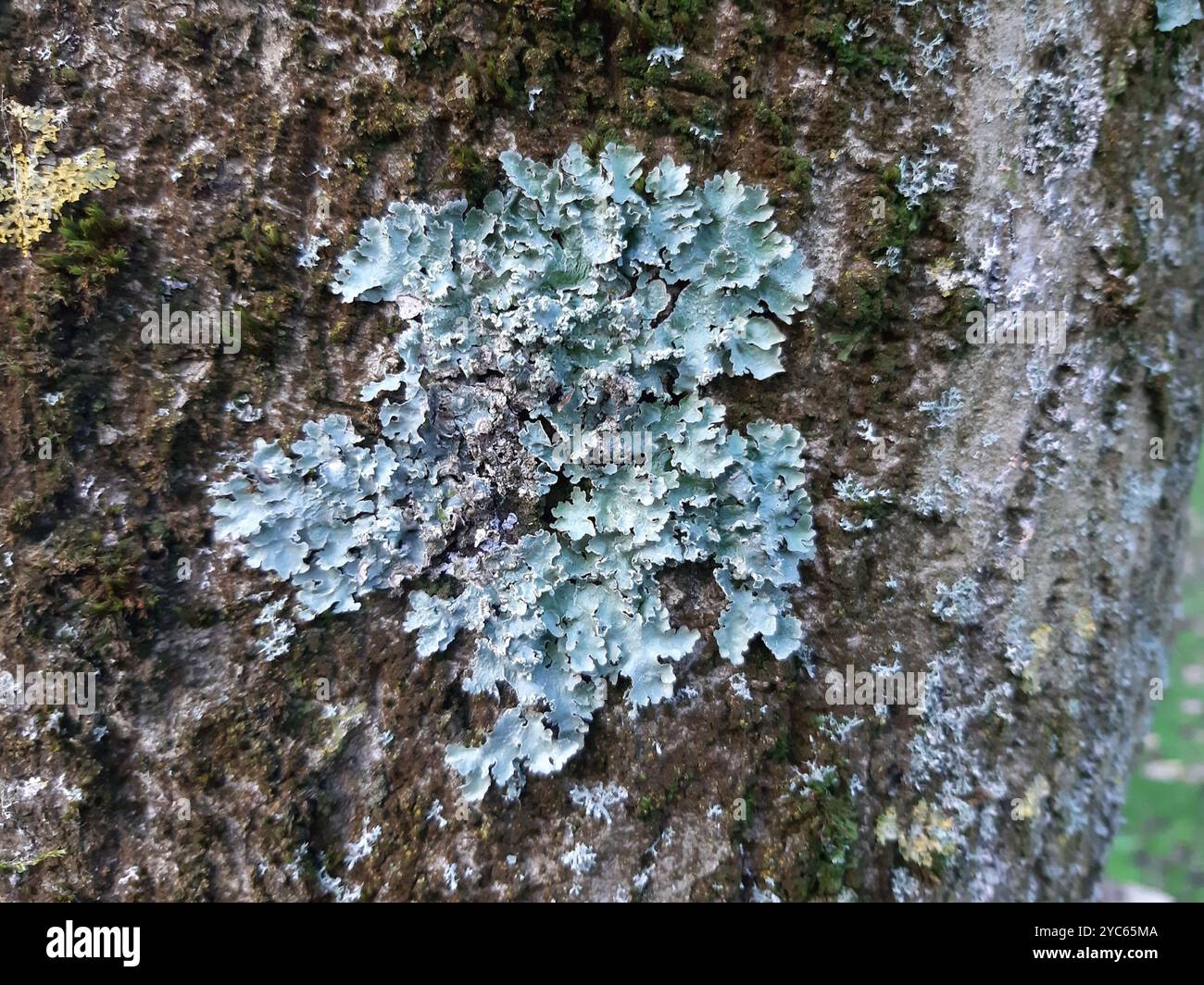 typical shield lichens (Parmelioideae) Fungi Stock Photo - Alamy