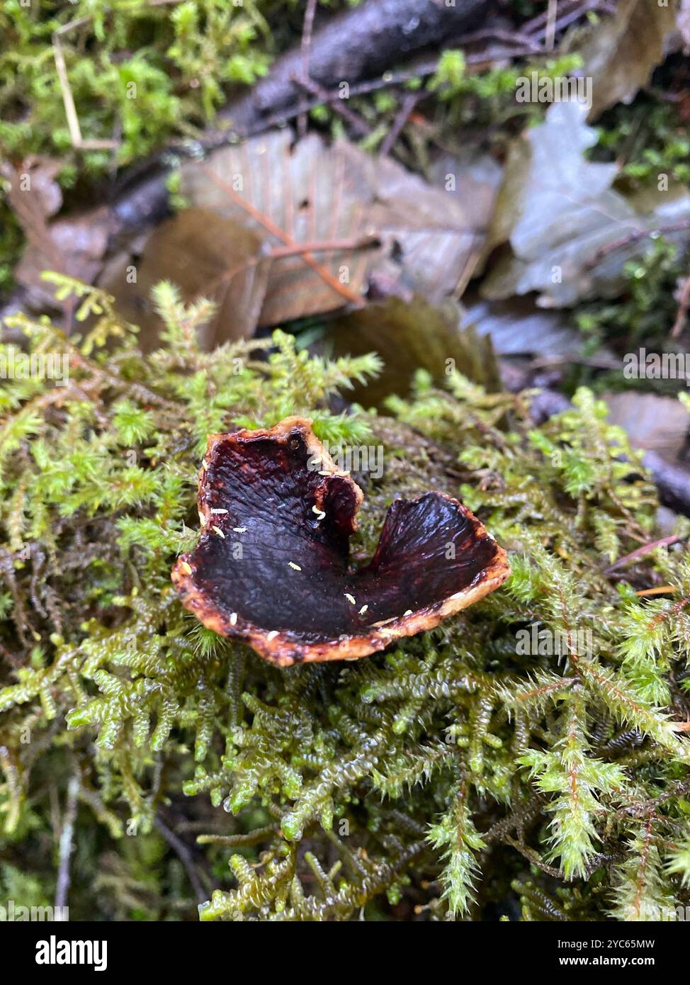 Brown Funnel Polypore (Coltricia perennis) Fungi Stock Photo - Alamy